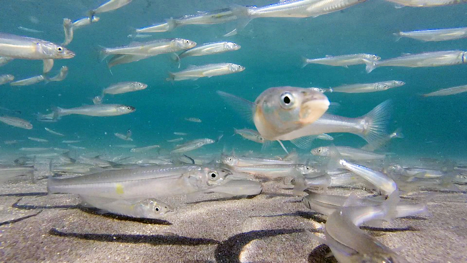 Pejerreyes de agua salada | Proyecto Arrecife